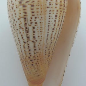 Seashells Surat Cone Conus Suratensis - Etsy