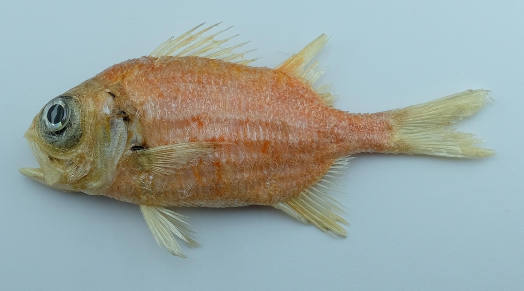 Blue-lined Squirrelfish Sargocentron Tiere Fish Taxidermy Oddities - Etsy
