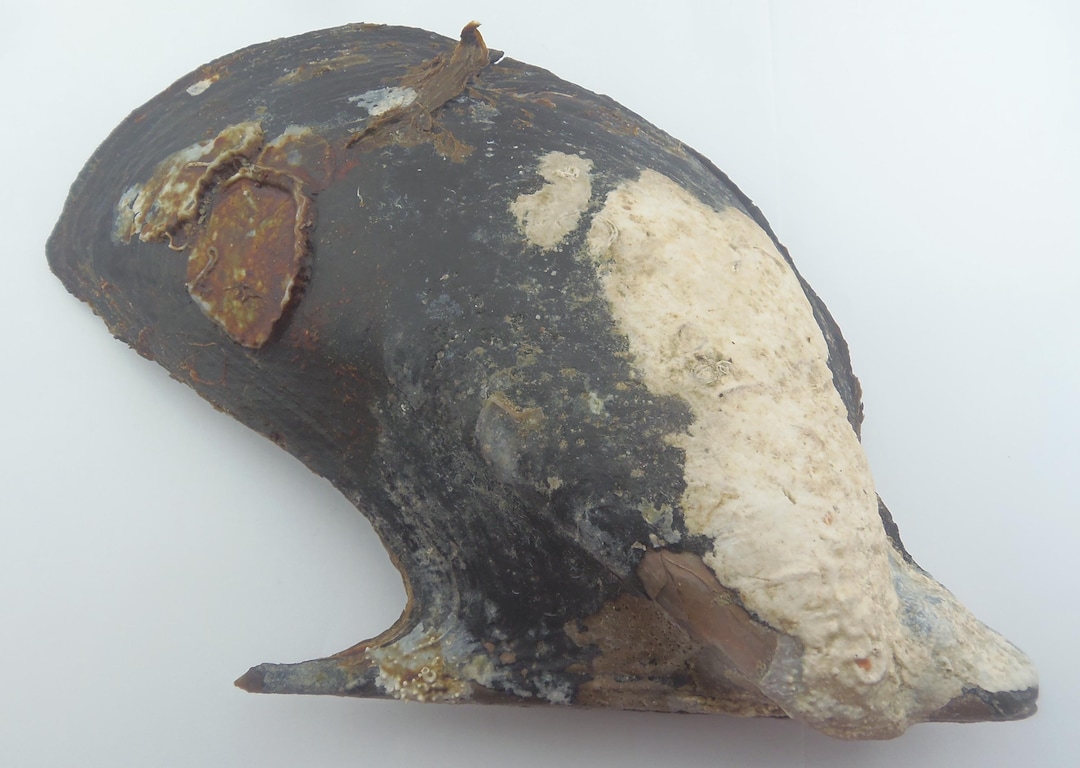 Seashells Penguin's Wing Oyster Pteria Penguin - Etsy