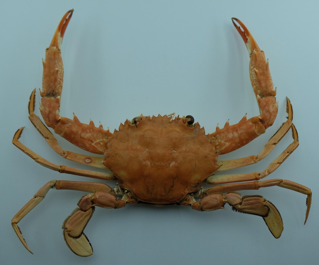Preserved Crab Specimen Swimming Crab Charybdis Miles Marine Taxidermy ...