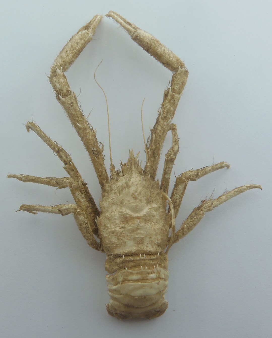Rugose Squat Lobster Munida Rugosa Crab Taxidermy Oddities - Etsy