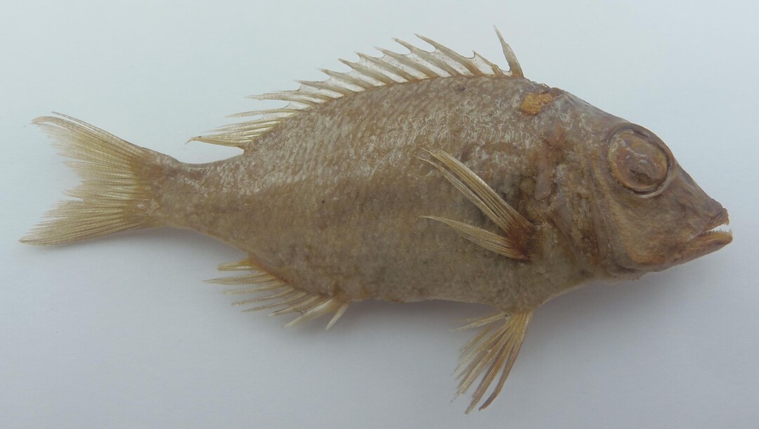 Saddletail Snapper Lutjanus Malabaricus Fish Taxidermy Oddities - Etsy