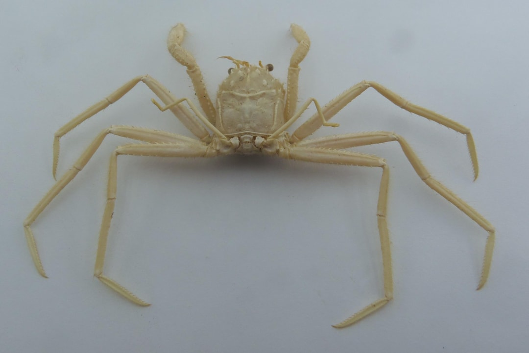 Preserved Crab Specimen Deepwater Crab Lamoha Murotoensis Marine ...