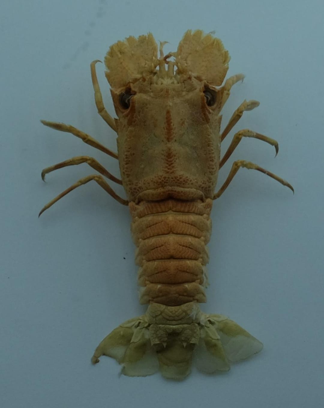 Preserved Crab Specimen Slipper Lobster Chelarctus Cultrifer Marine ...