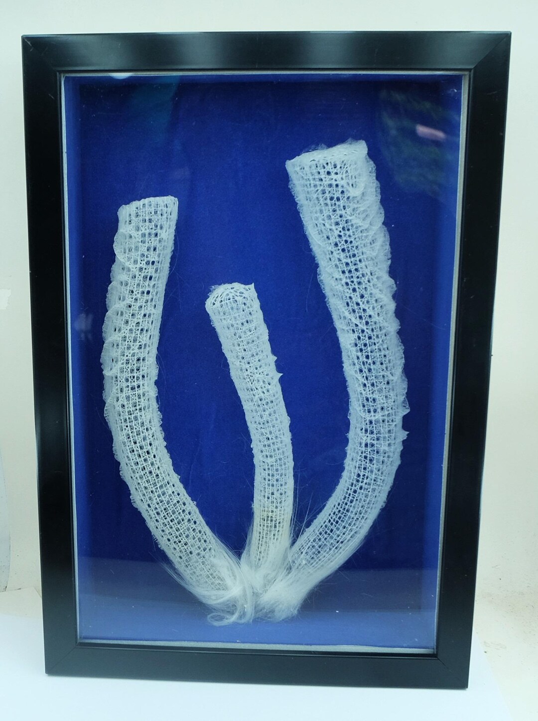 Venus Flower Basket Sponge Euplectella Aspergillum Crab Taxidermy ...