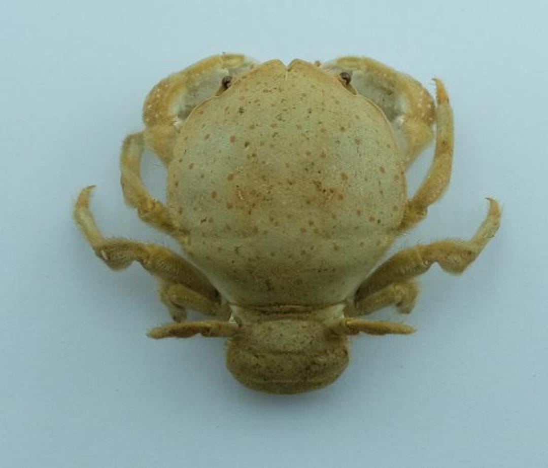 Sponge Crab Sphaerodromia Ducoussoi Crab Taxidermy Oddities - Etsy ...