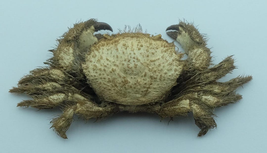 Preserved Crab Specimen Hairy Crab Pilumnus Vespertilio Marine ...
