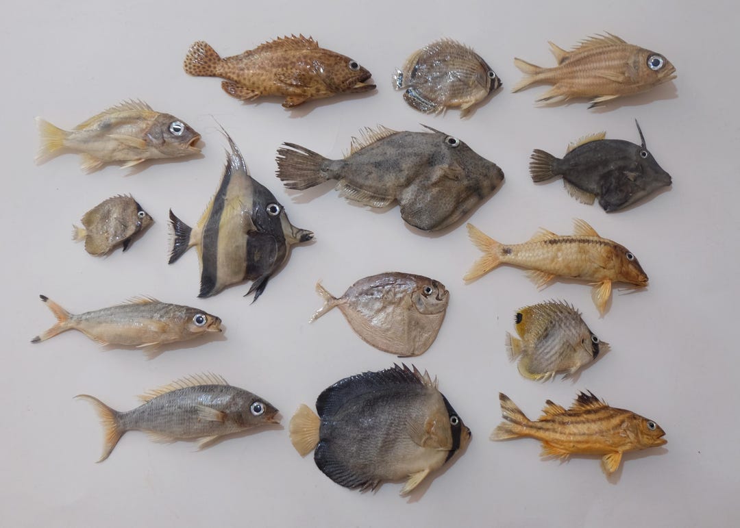Preserved Real Marine Specimens Lot 93666 Assorted Fishes Curiosities ...