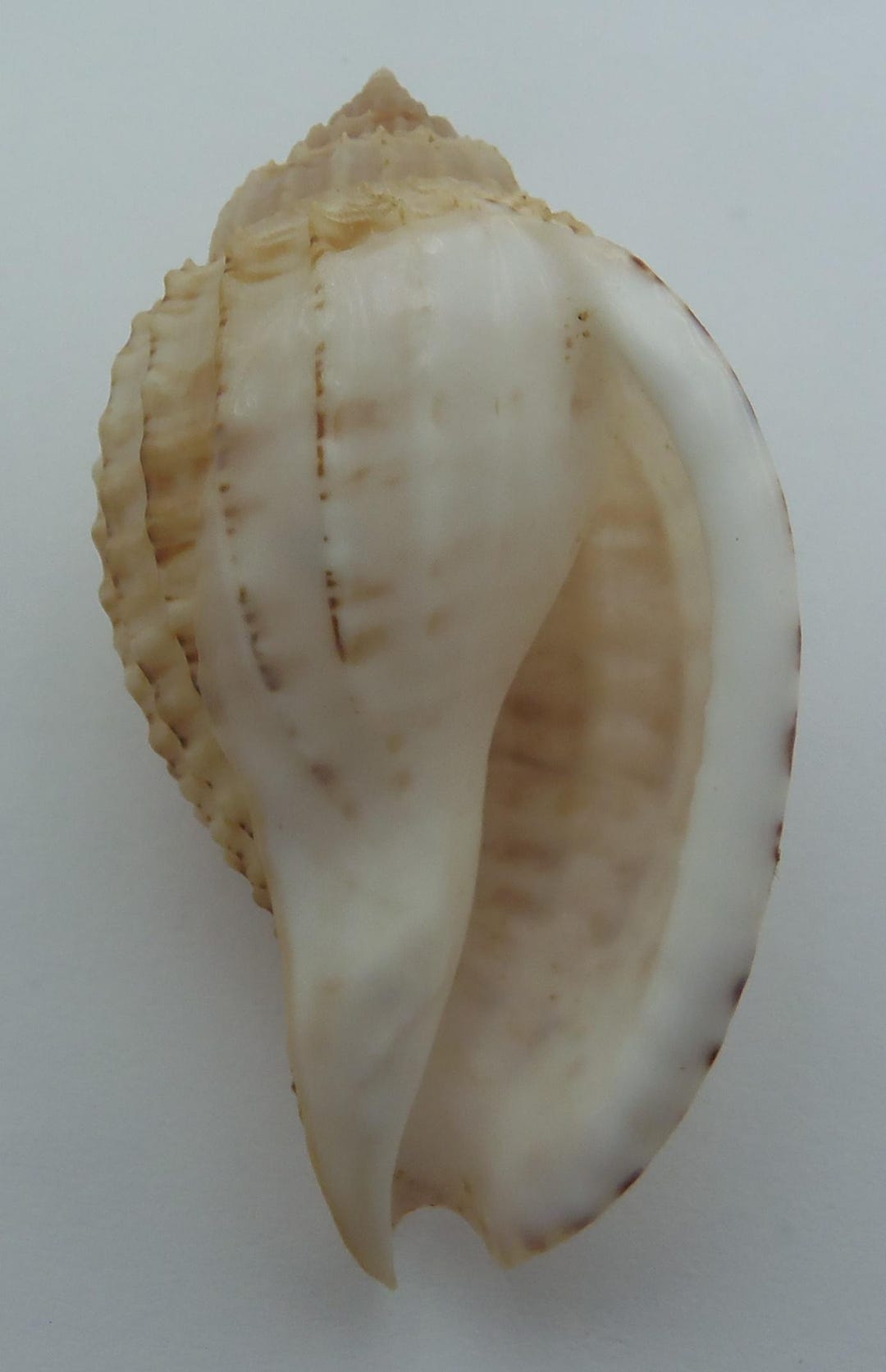 Seashells Harp Snails Morum Teramachii - Etsy