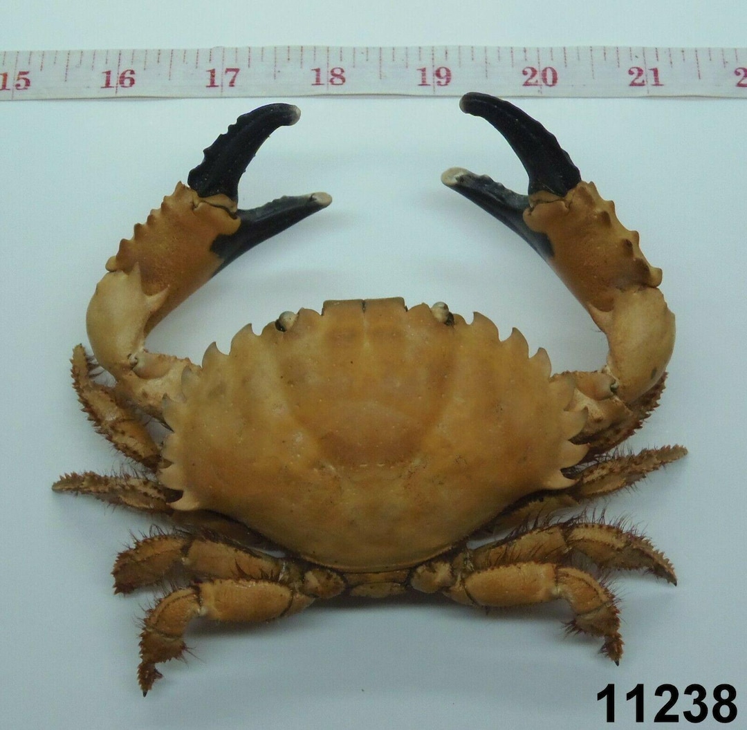 Preserved Crab Specimen Saw Edged Spooner Etisus Utilis Marine ...