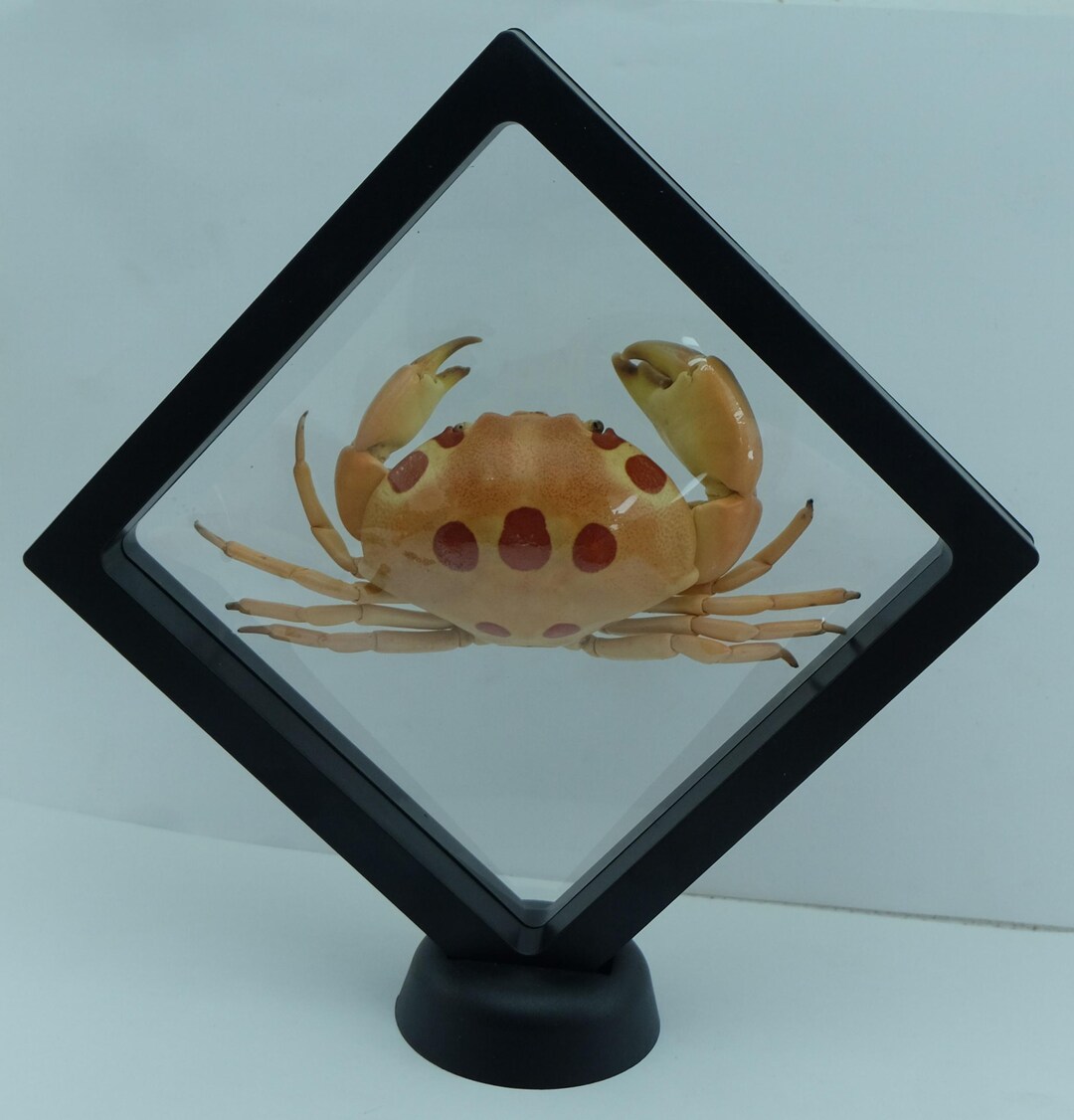 Preserved Crab Specimen Seven-eleven Crab Carpilius Maculatus Marine ...
