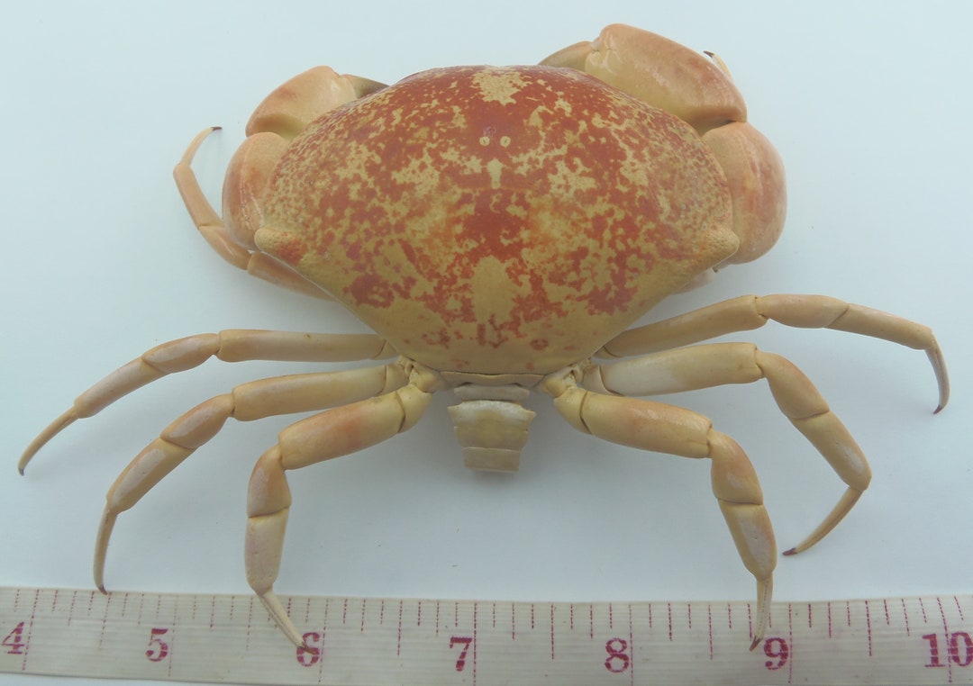 Red Reef Crab Atergatis Subdentatus Crab Taxidermy Oddities - Etsy