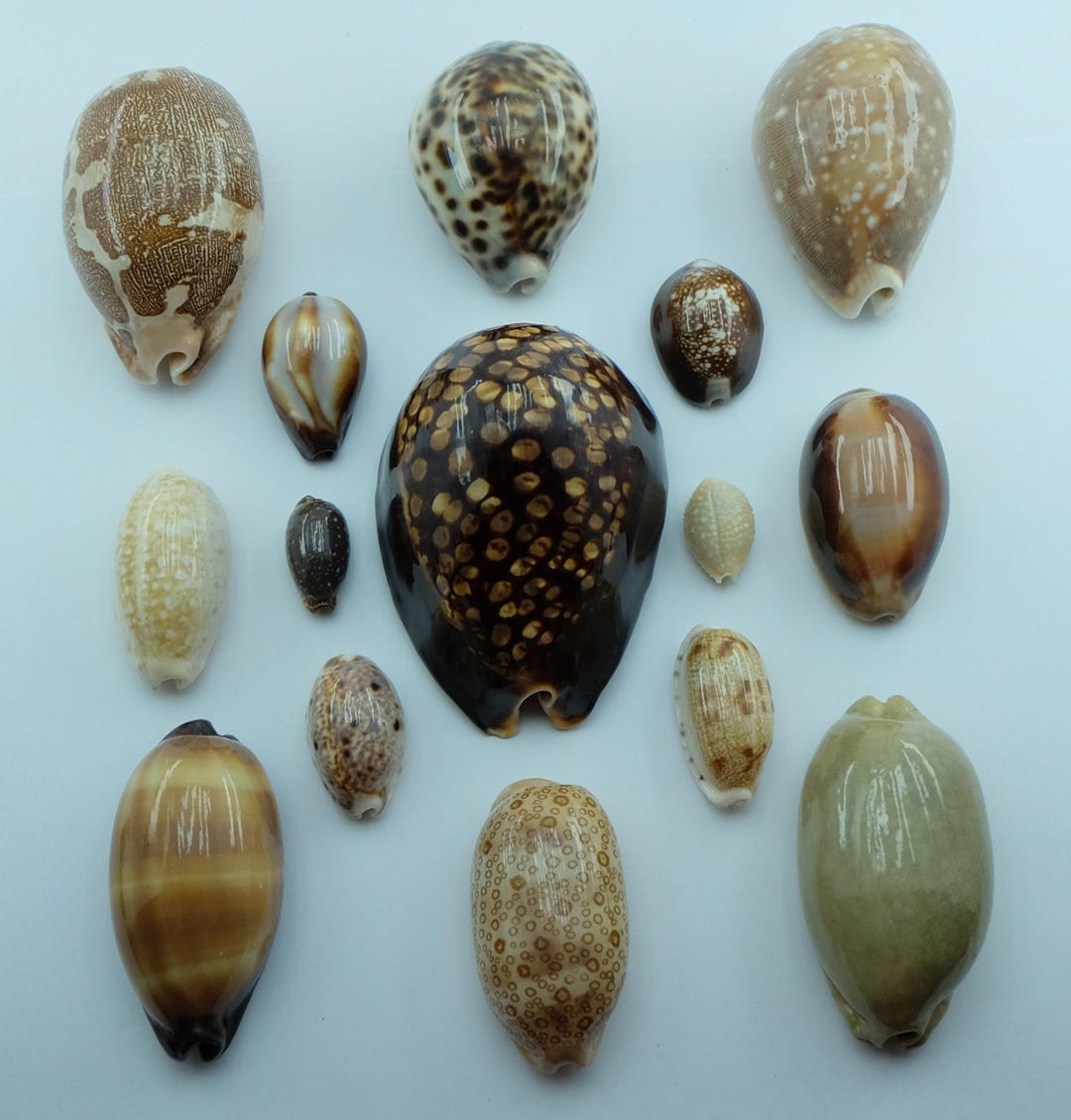 Philippine Cowries Assorted Cypraeas Oddities Taxidermy - Etsy