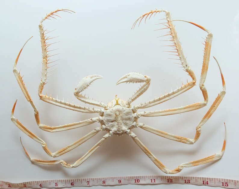 Spider Crab Platymaia Alcocki Crab Taxidermy Oddities - Etsy