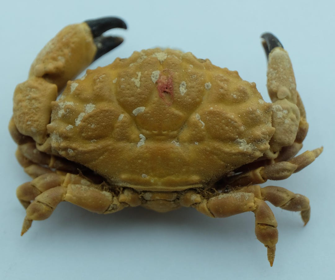 Preserved Crab Specimen Xanthid Crab Leptodius Sanguineus Marine ...