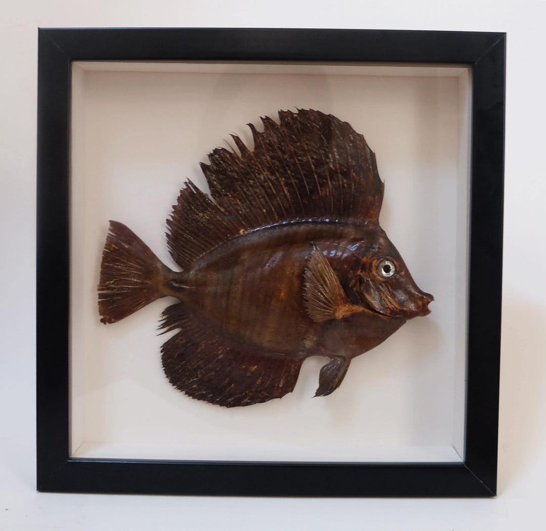 Frames Sailfin Tang Zebrasoma Velifer Taxidermy Oddities Curios - Etsy