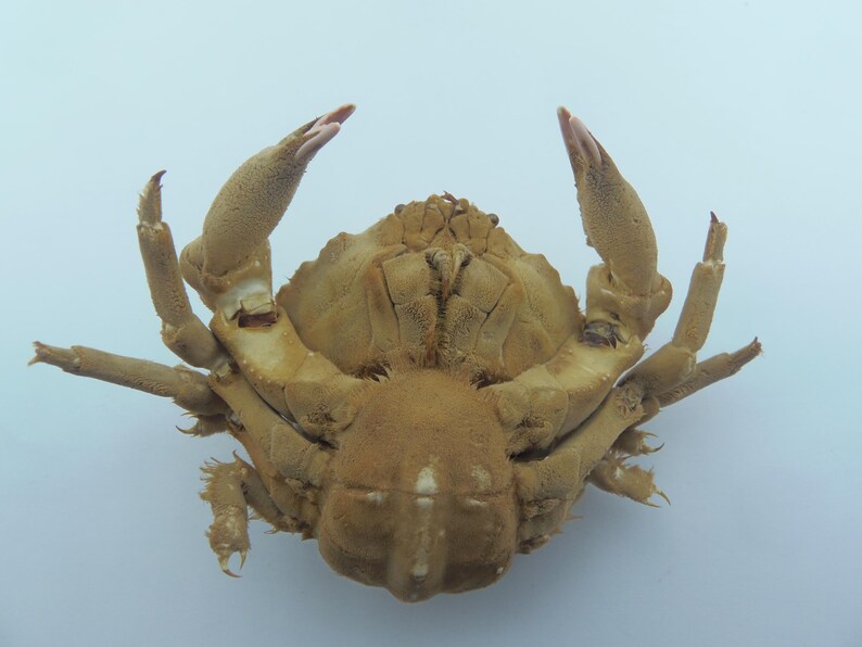 Preserved Crab Specimen Japanese Sponge Crab Lauridromia Dehaani Marine ...