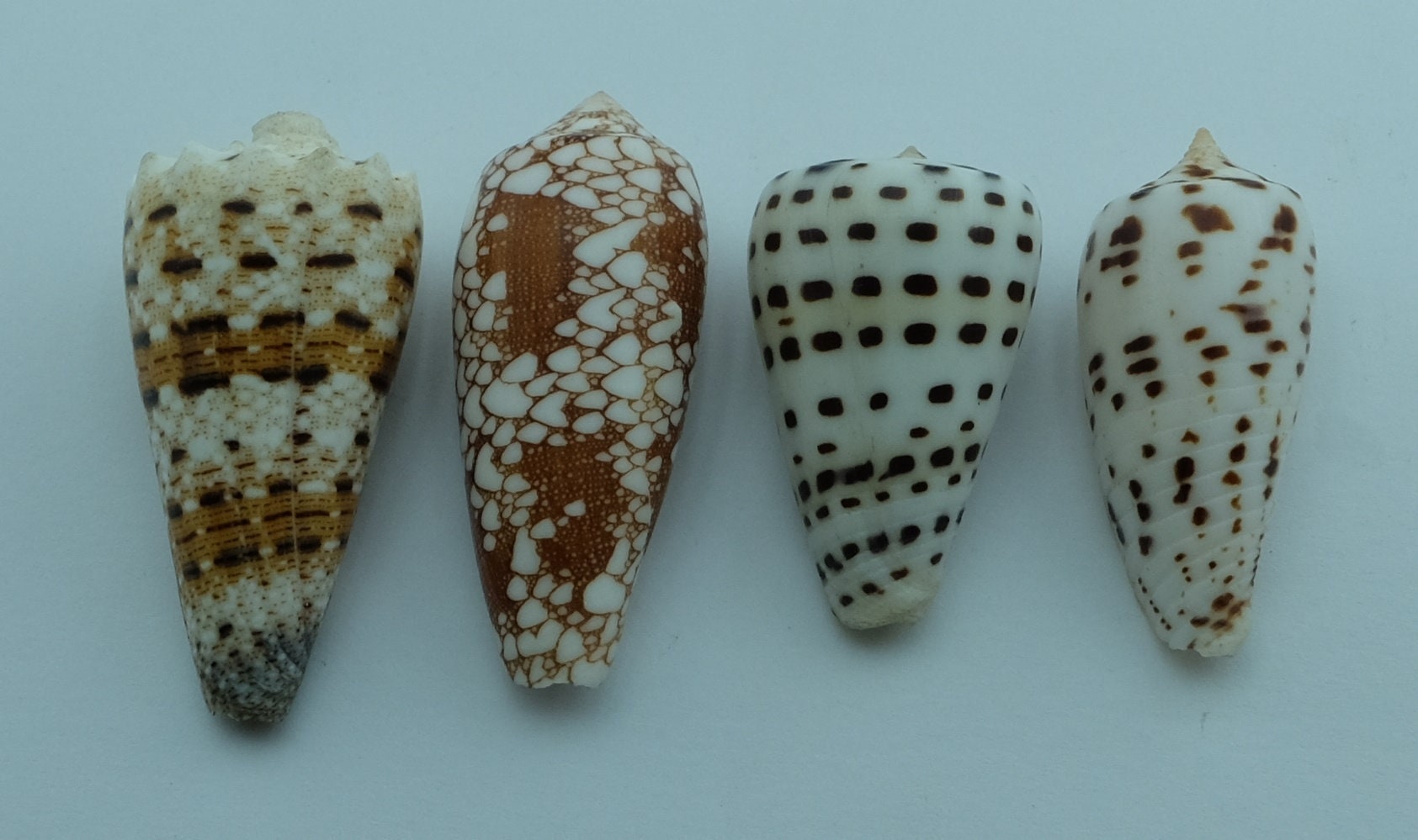 Philippine Cone Shells Assorted Cone Crabs Oddities Taxidermy - Etsy