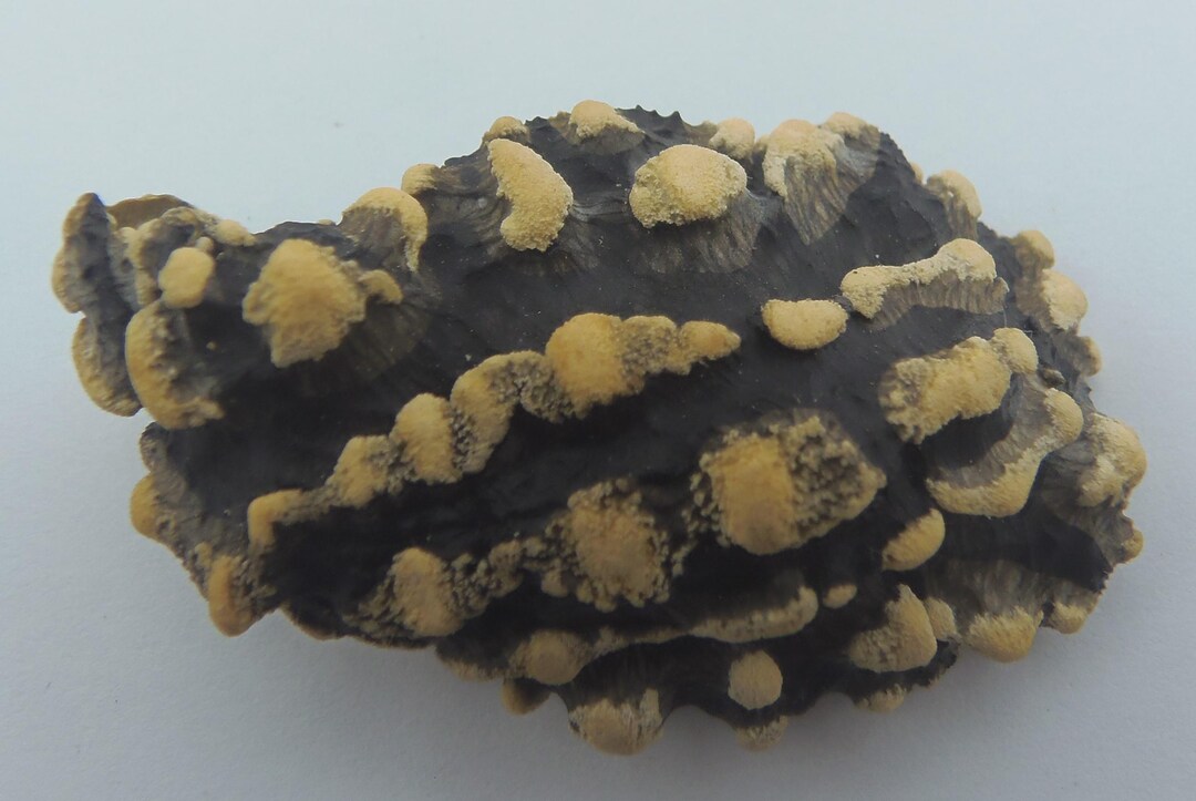 Seashells Varicose Phyllid Nudibranchs Phyllidia Varicosa - Etsy