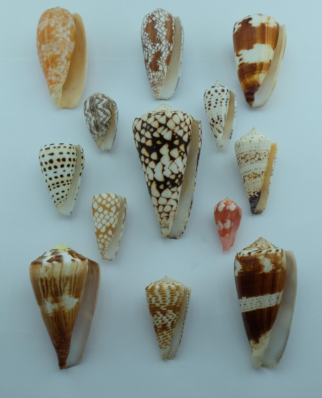 Philippine Cone Shells Assorted Cone Shells Oddities Taxidermy - Etsy