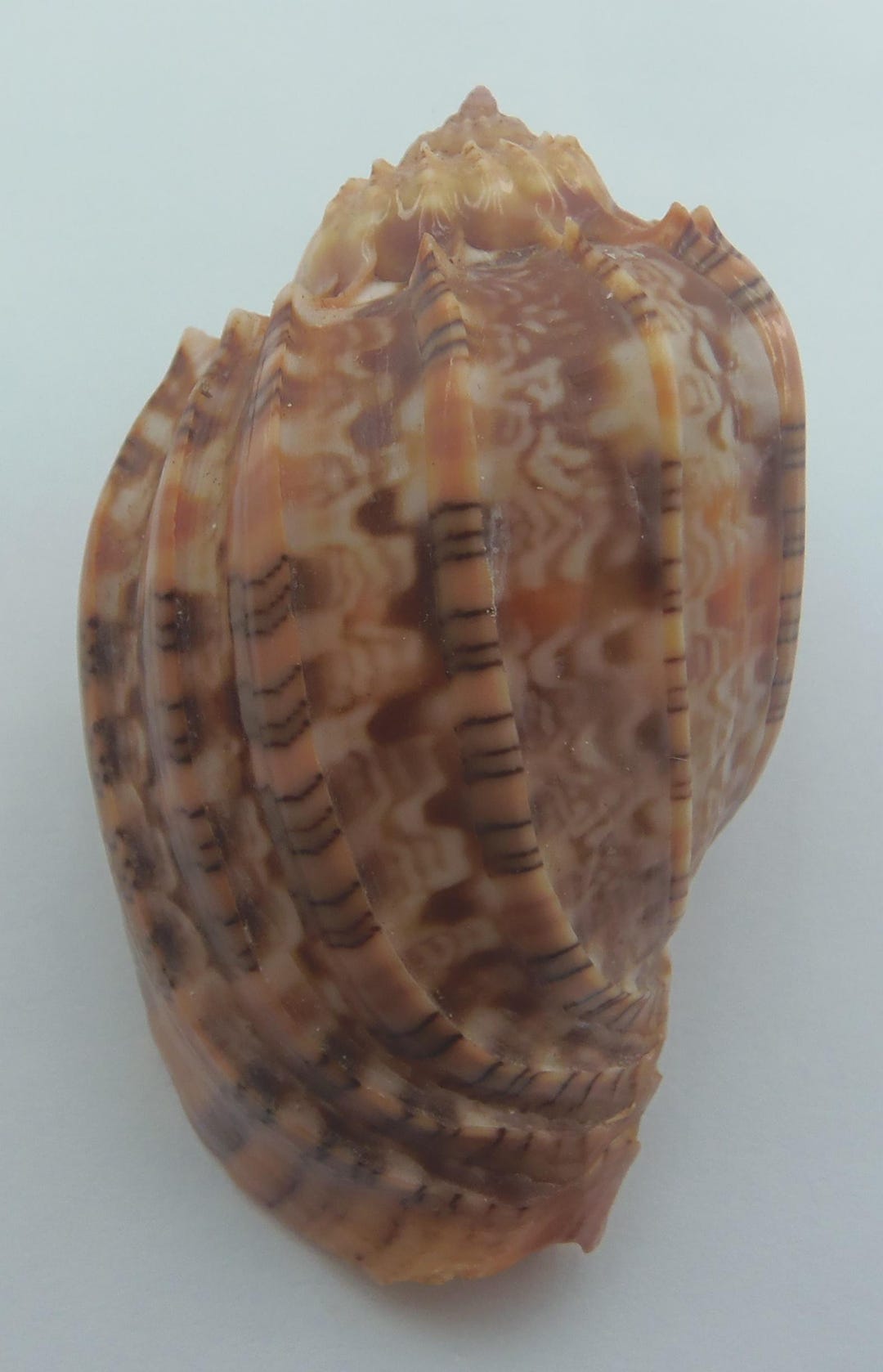 Seashells Noble Harp Harpa Harpa - Etsy