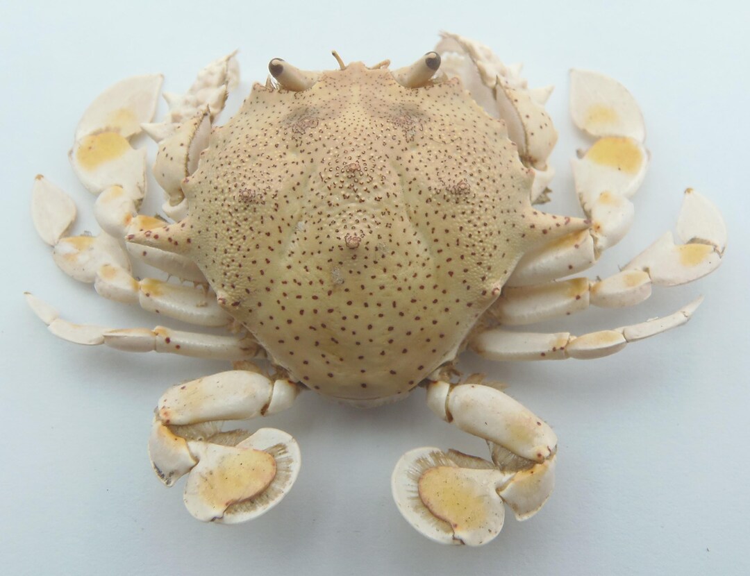 Preserved Crab Specimen Yellow Moon Crab Matuta Banksii Marine ...