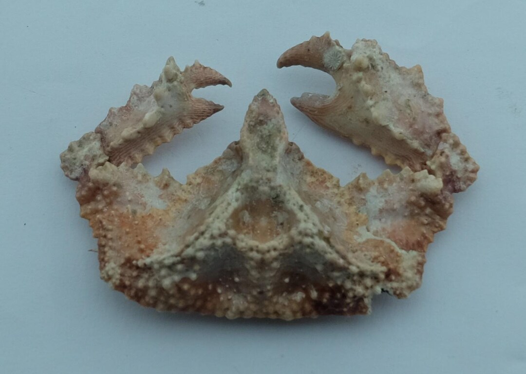 Preserved Crab Specimen Elbow Crab Cryptopodia Laevimana Marine ...