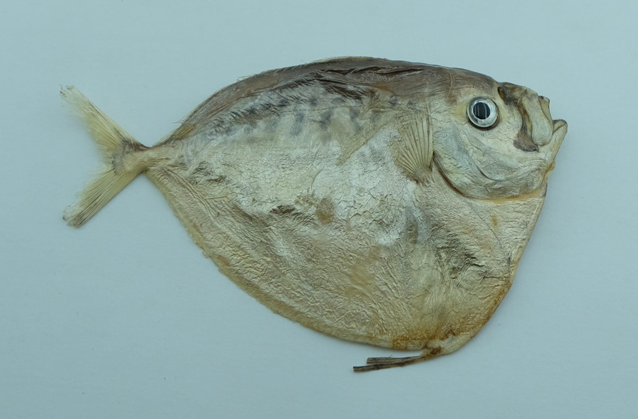 Moonfish Mene Maculata Fish Taxidermy Oddities - Etsy