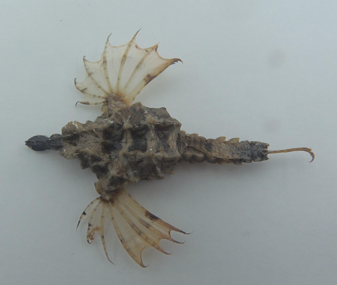 Short Dragonfish Eurypegasus Draconis Fish Taxidermy Oddities - Etsy