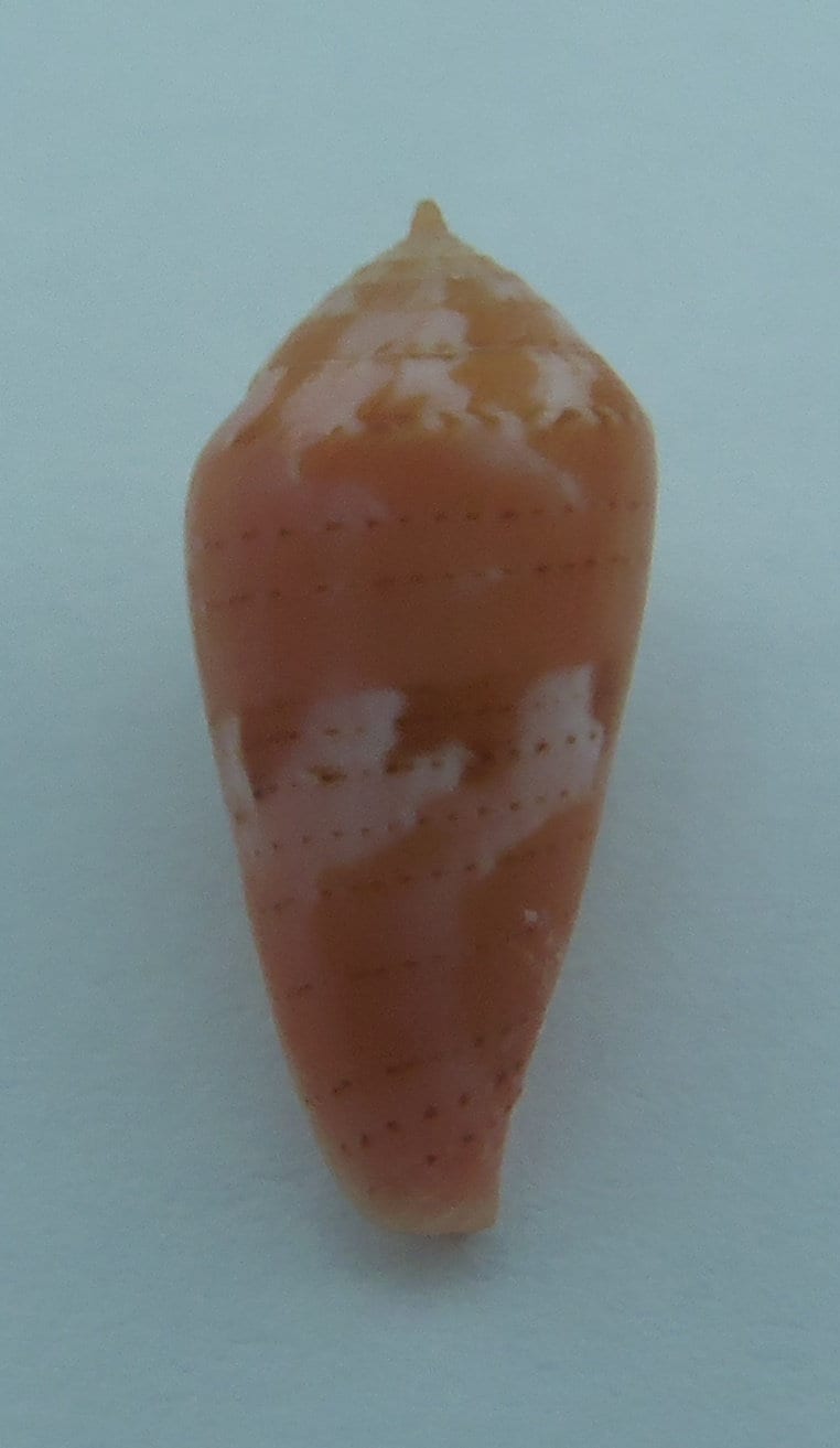 Seashells Cone Snails Conus Corallinus - Etsy