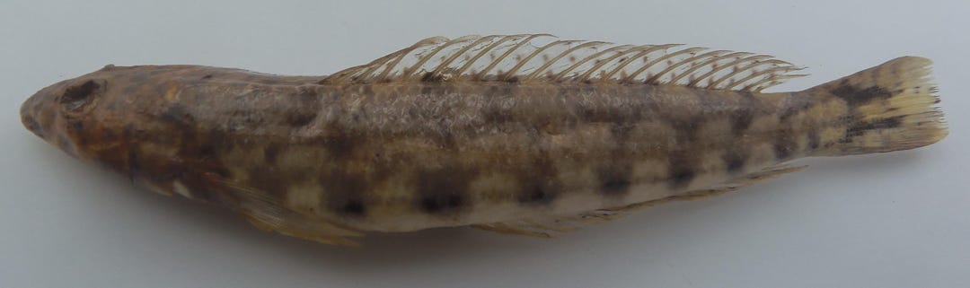 Latticed Sandperch Parapercis Clathrata Fish Taxidermy Oddities - Etsy