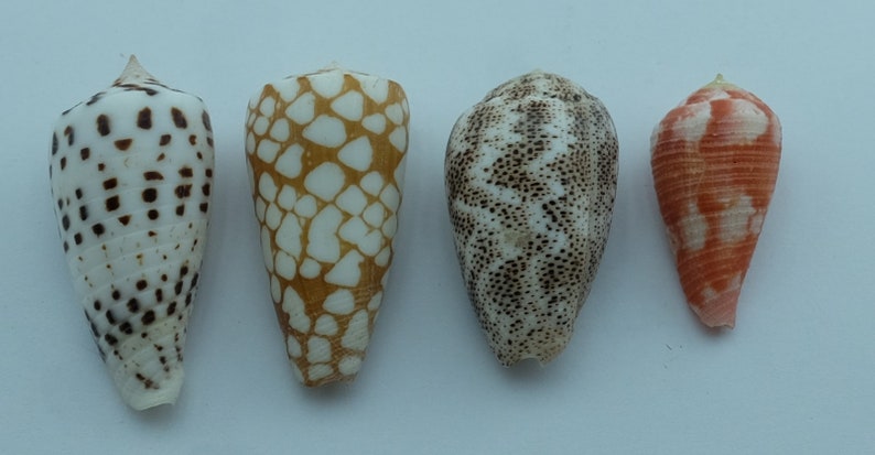 Philippine Cone Shells Assorted Cone Shells Oddities Taxidermy - Etsy