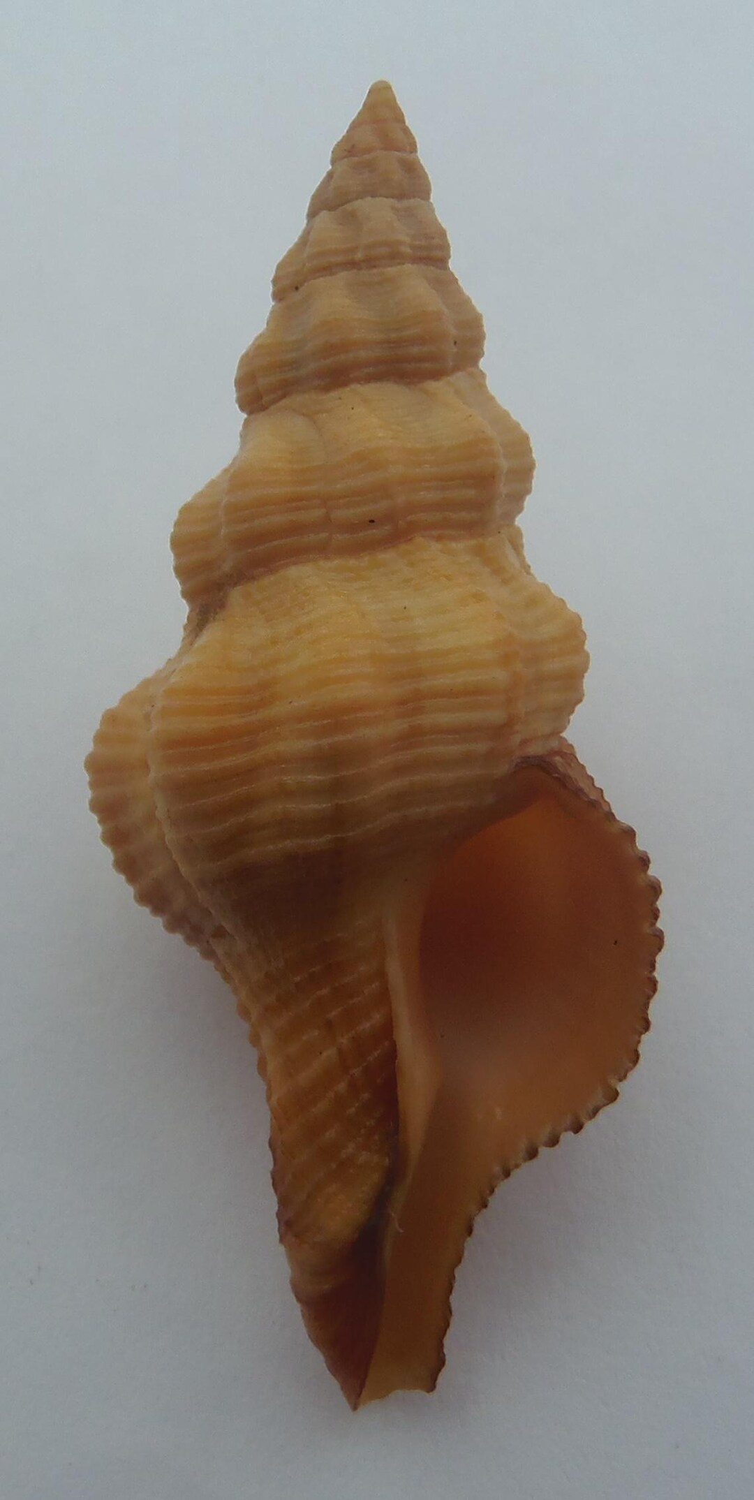 Seashells Spindle Snails Fusolatirus Sarinae - Etsy