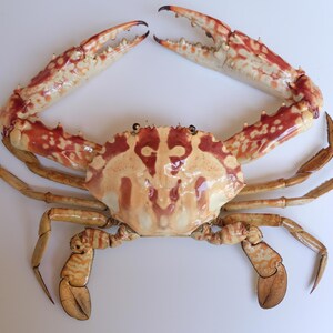 Crucifix Crab Charybdis Feriata Crab Taxidermy Oddities - Etsy