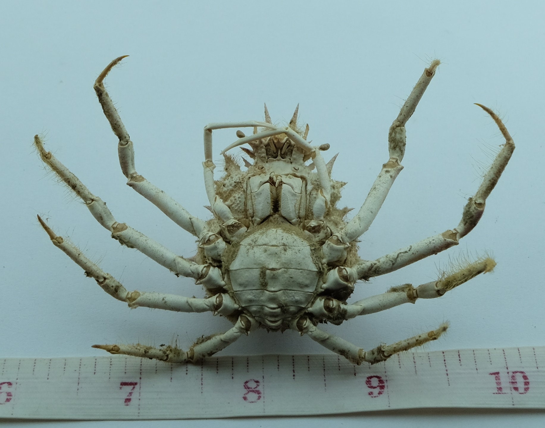 Spider Crab Maja Japonica Crab Taxidermy Oddities - Etsy
