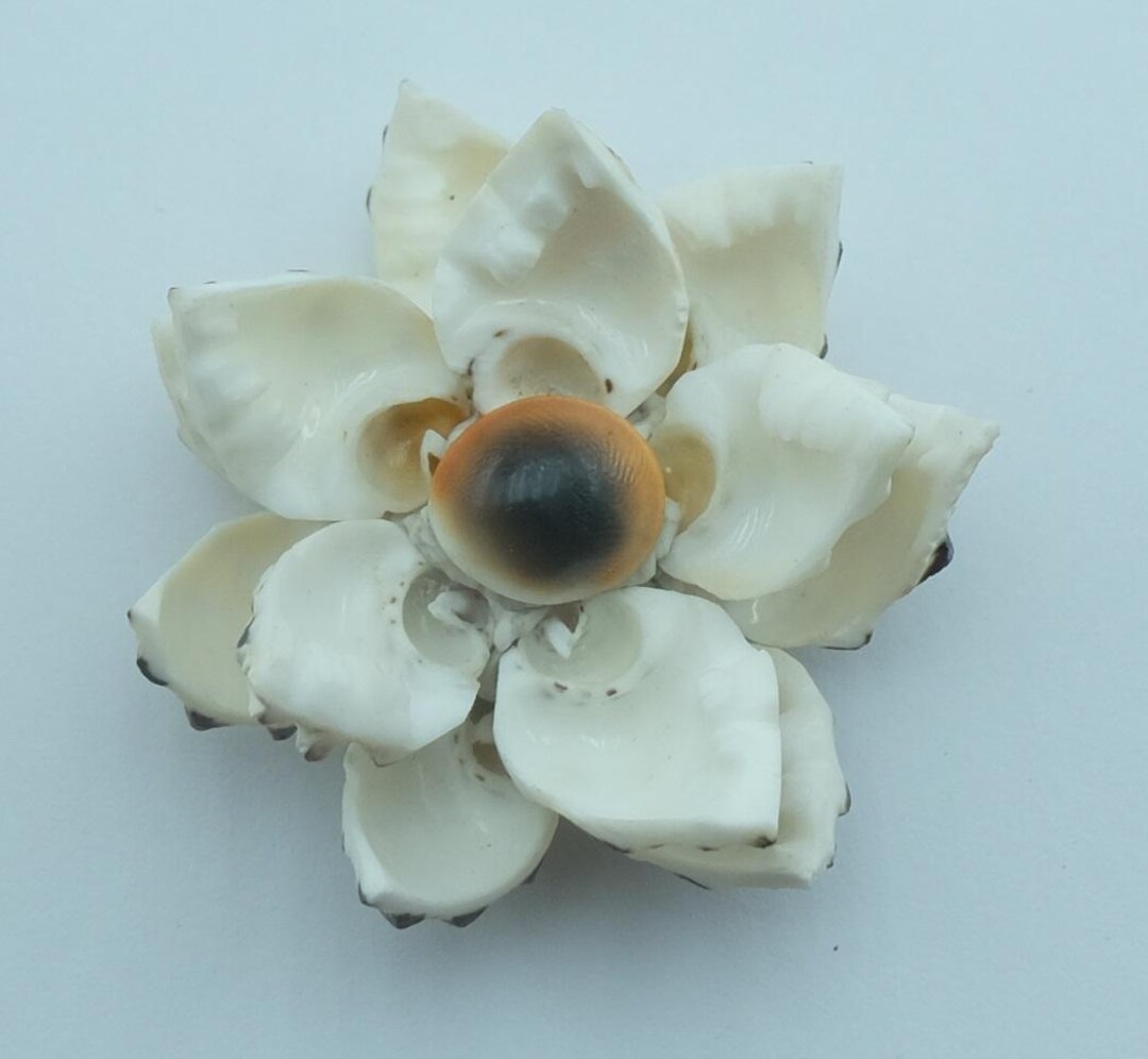 Craftshells Sailors Valentine Cut/slice Shells Drupa Ricina - Etsy