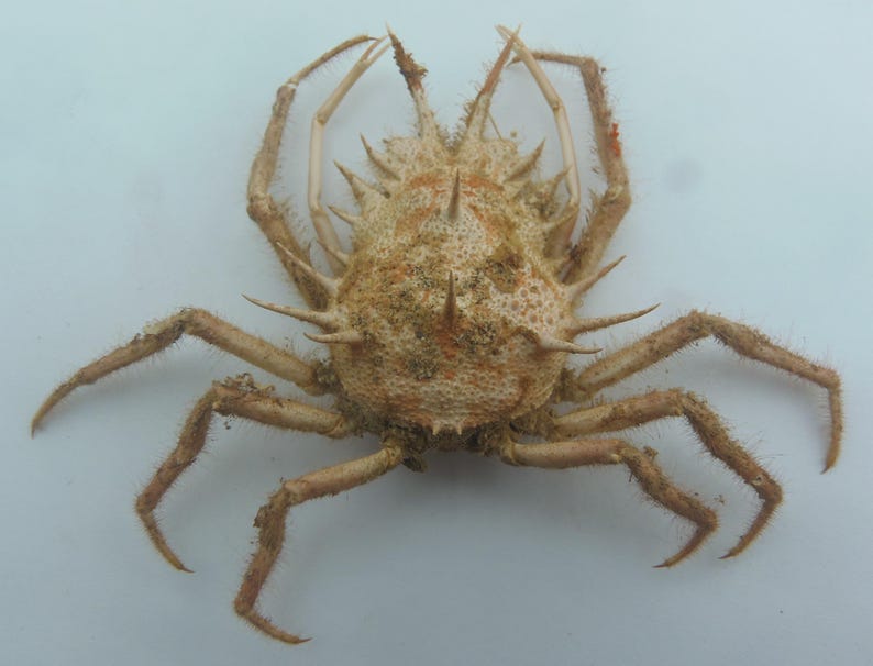 Preserved Crab Specimen Spider Crab Holthuija Pauli Marine Taxidermy ...