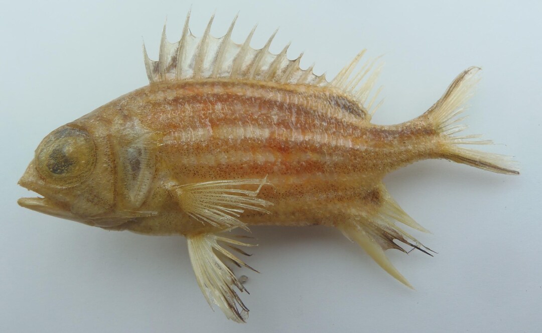 Redcoat Fish Sargocentron Rubrum Fish Taxidermy Oddities - Etsy