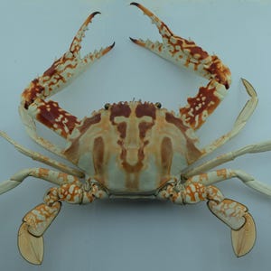 Crucifix Crab Charybdis Feriata Crab Taxidermy Oddities - Etsy