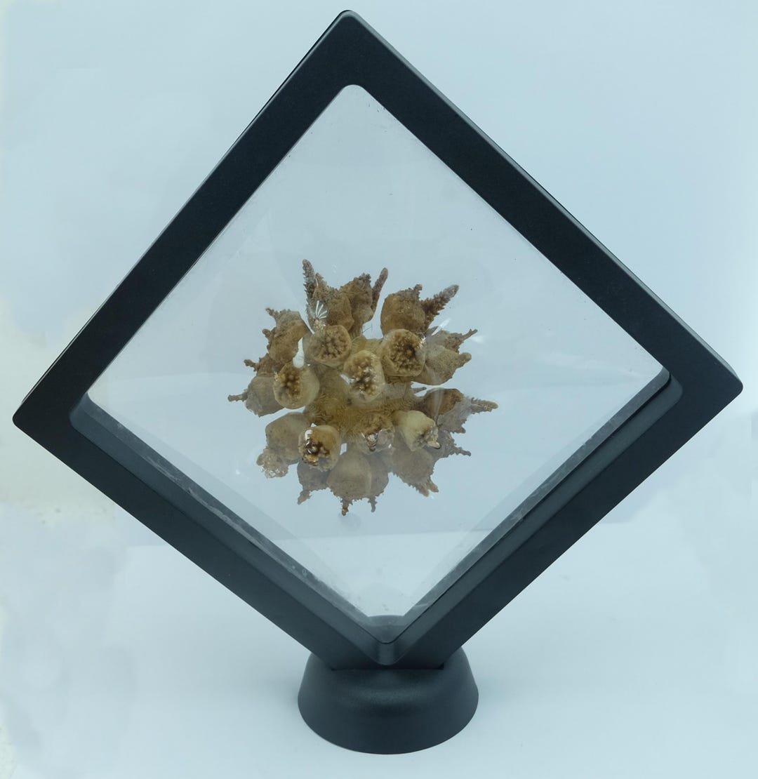 Preserved Crab Specimen Eroded Sea Urchin Tylocidaris Ohshimai Marine ...