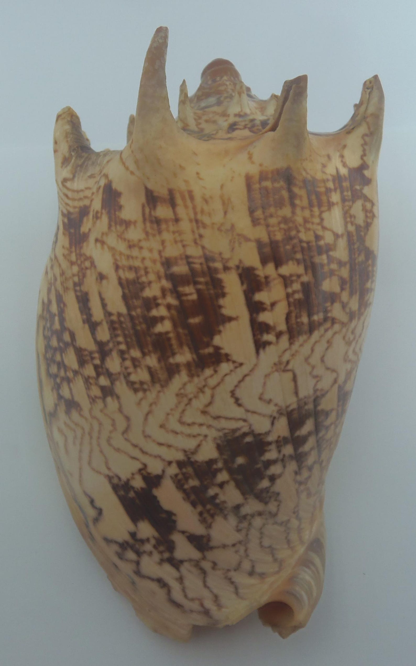 Seashells Imperial Volute Cymbiola Imperialis - Etsy