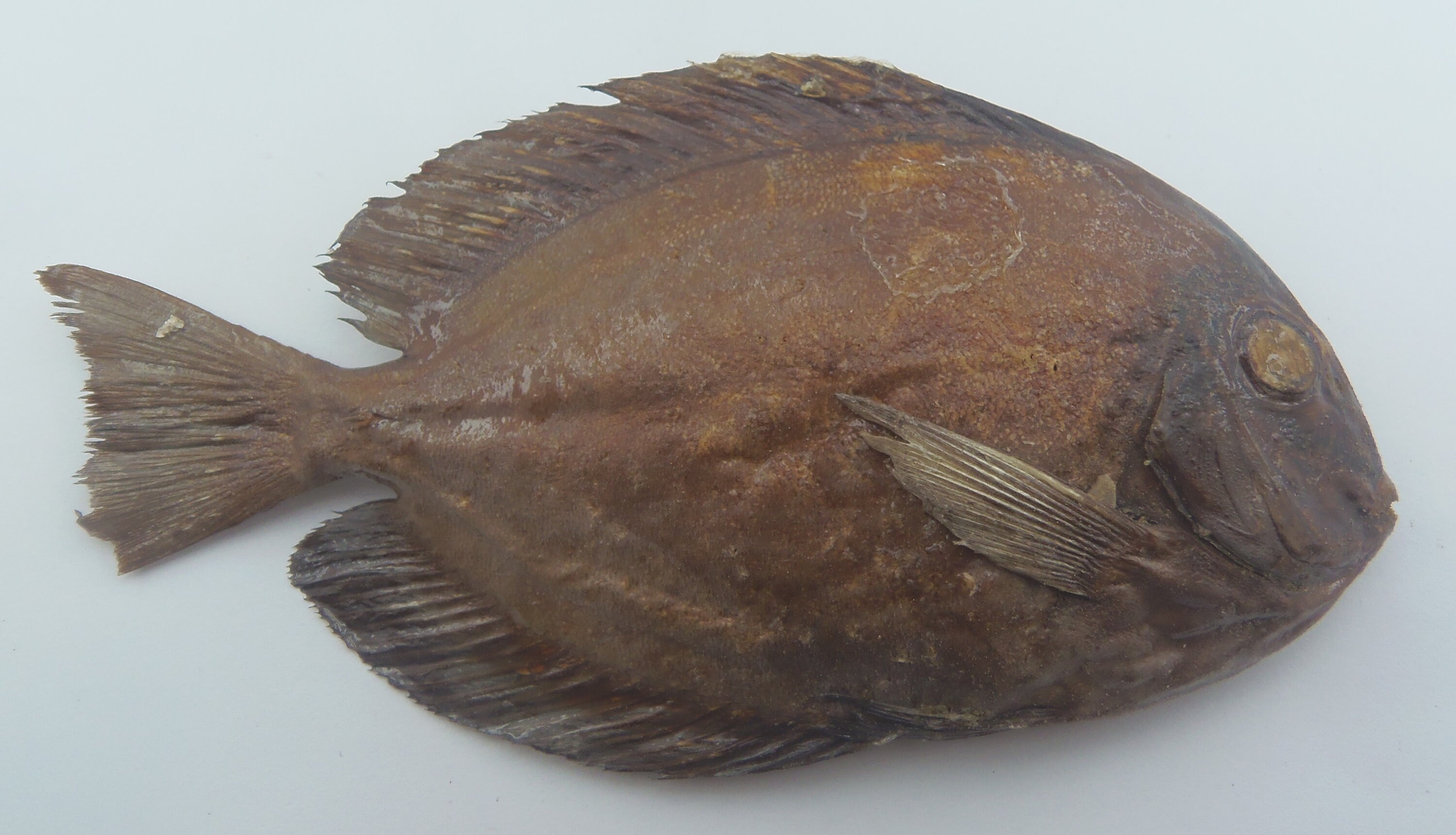 Brown Surgeonfish Acanthurus Mata Fish Taxidermy Oddities - Etsy