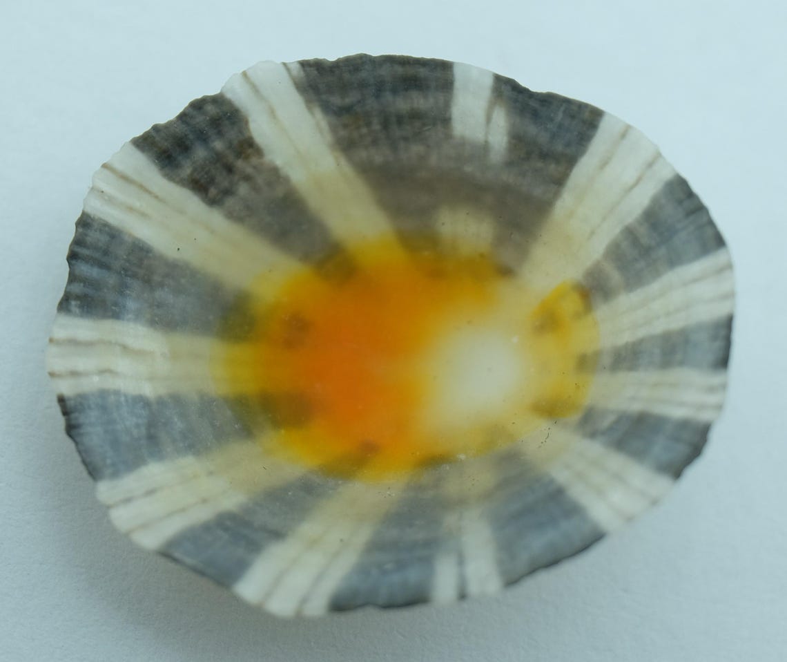 Seashells Limpets Cellana Radiata - Etsy