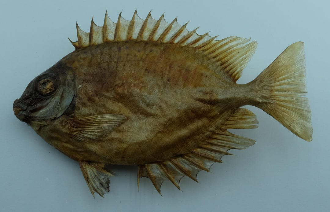 Barhead Spinefoot Siganus Virgatus Fish Taxidermy Oddities - Etsy