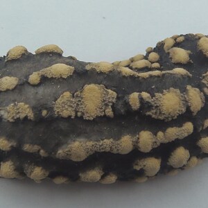 Seashells Varicose Phyllid Nudibranchs Phyllidia Varicosa - Etsy