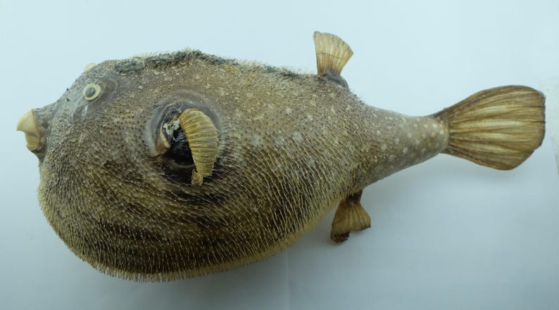 Freeze Dried Fish Specimen Taxidermy Real Preserved Decor Gift Stellate ...