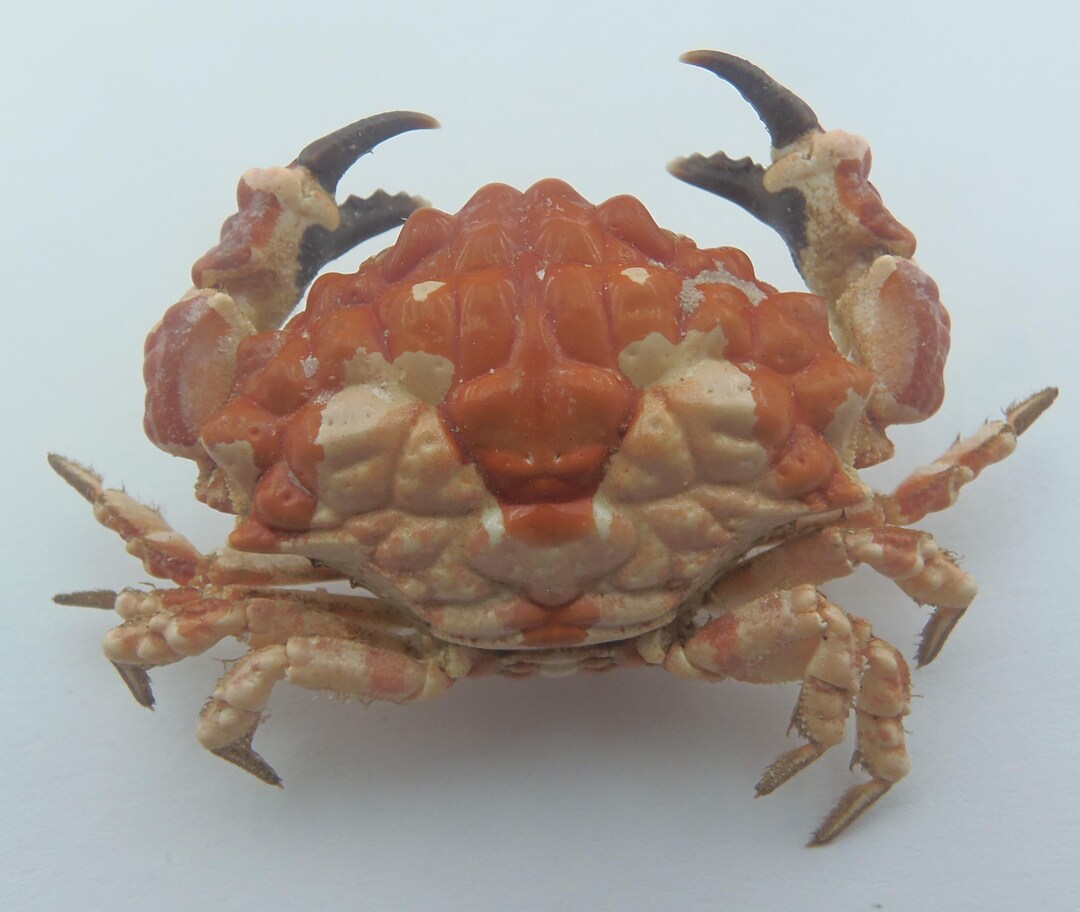 Preserved Crab Specimen Lumpy Rock Crabs Euxanthus Exsculptus Marine ...