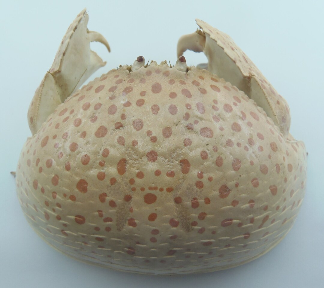 Red-spotted Box Crab Calappa Calappa Crab Taxidermy Oddities - Etsy
