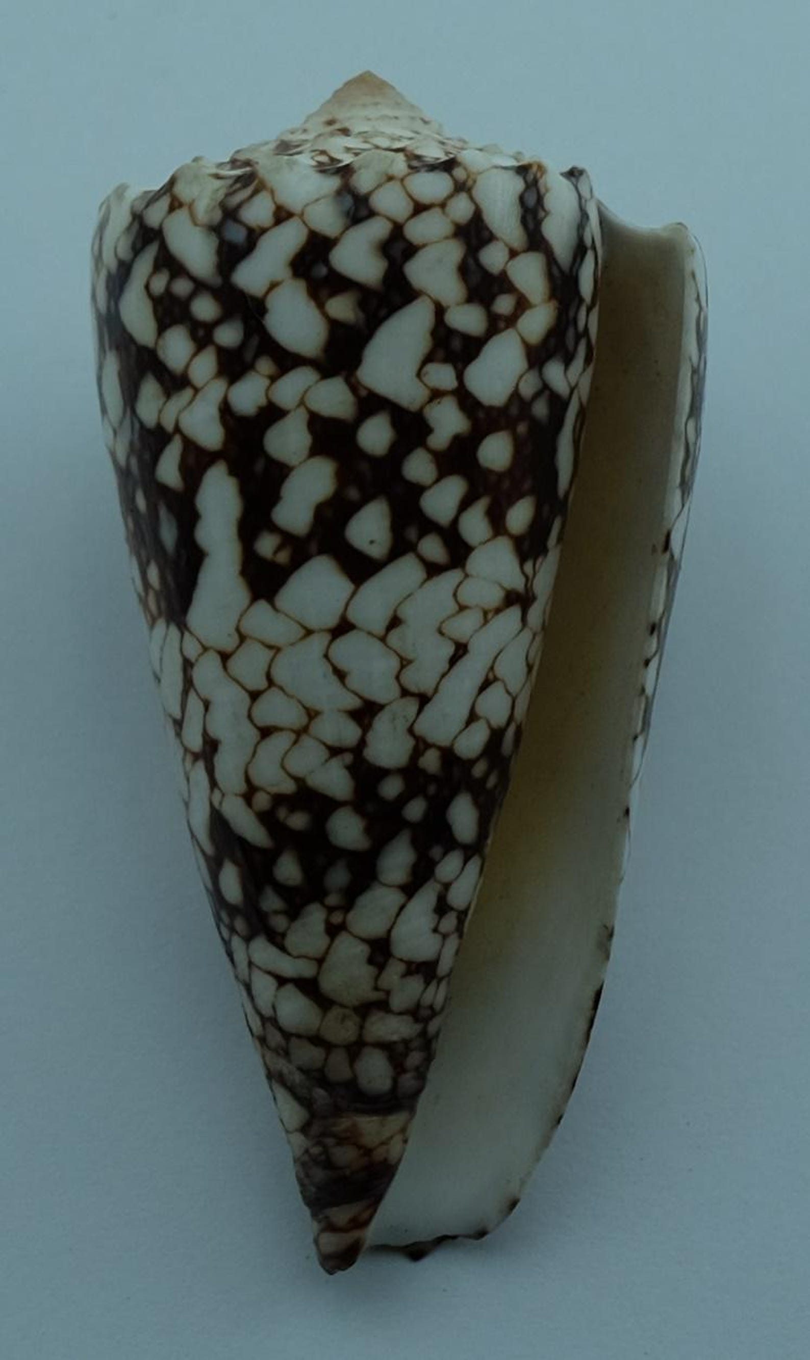 Seashells Cone Snails Conus Araneosus Nicobaricus - Etsy