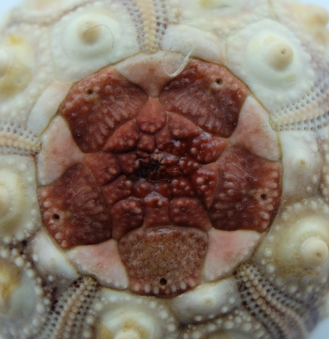 Echinoderms Sea Urchin Cidaridae Sp Taxidermy Oddities - Etsy